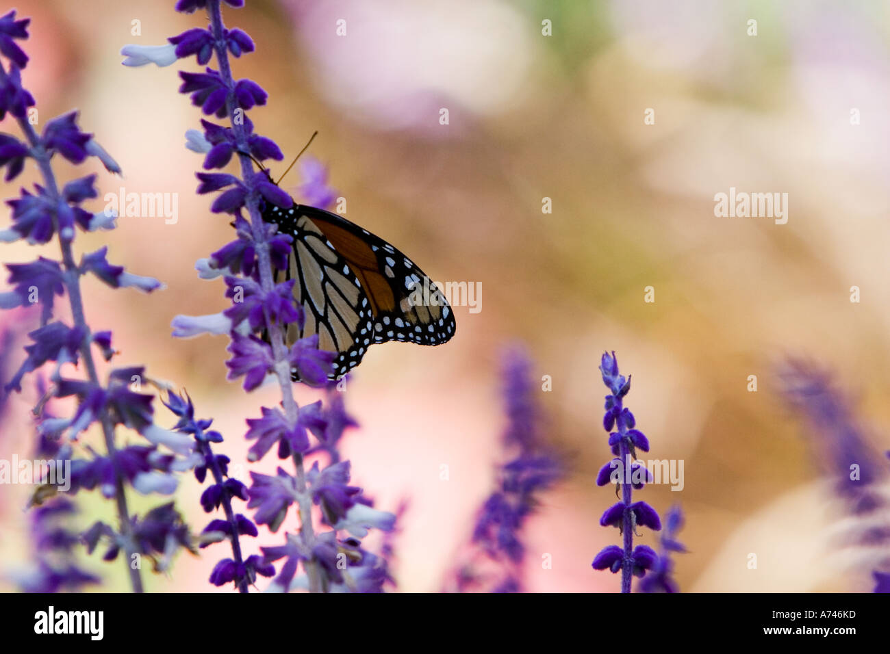 Monarch texas state butterfly hi-res stock photography and images - Alamy