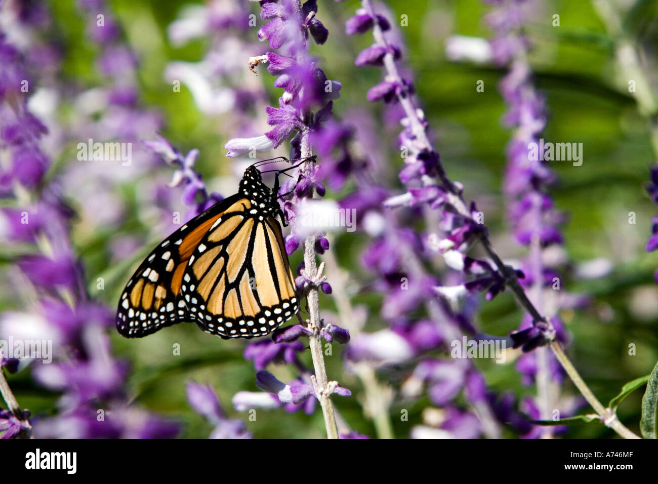Monarch texas state butterfly hi-res stock photography and images - Alamy
