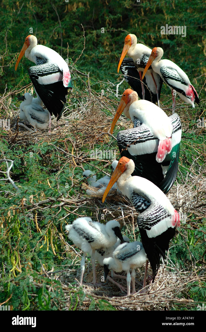 Painted storks at nest Stock Photo - Alamy