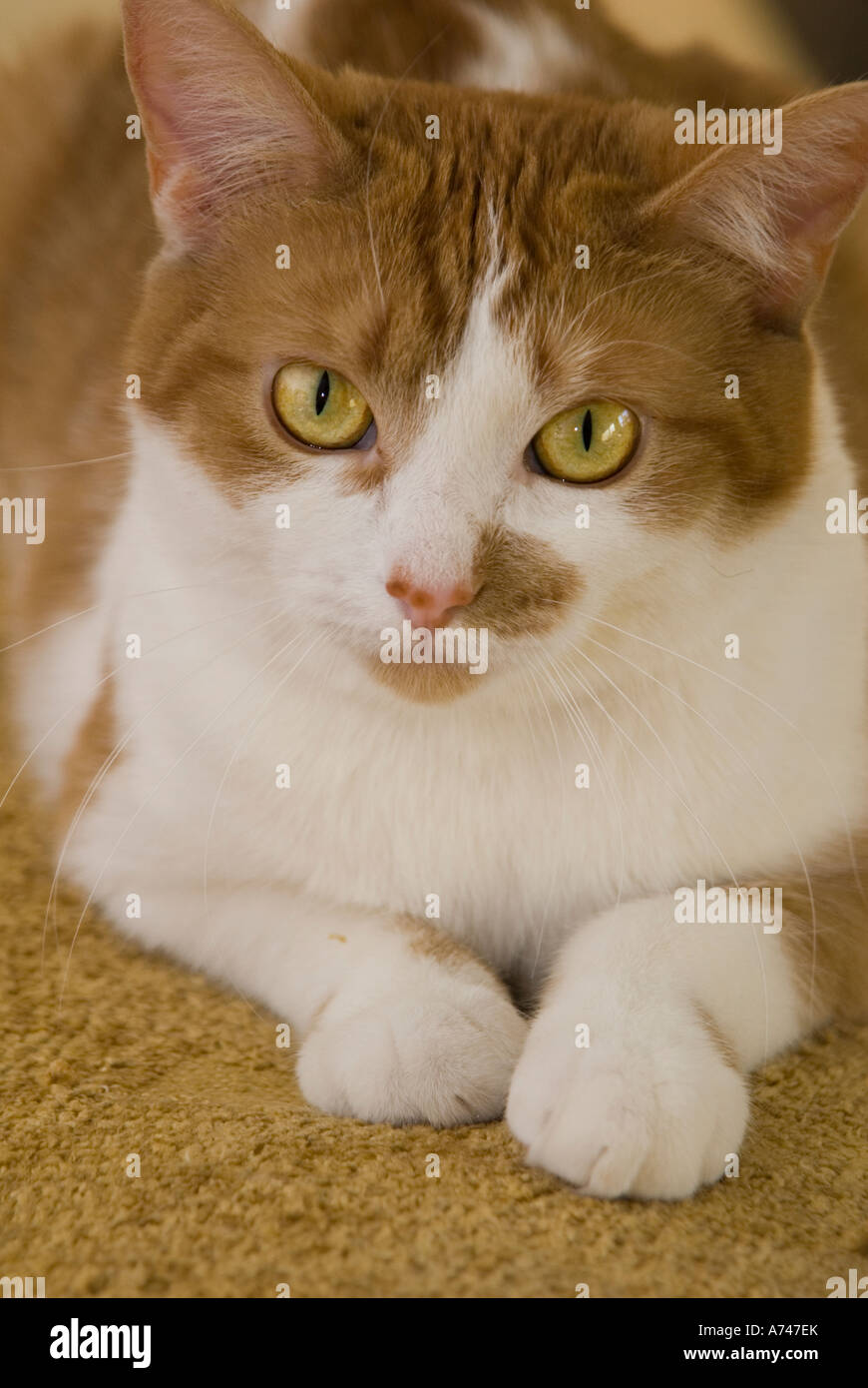 young orange and white tabby cat Stock Photo - Alamy