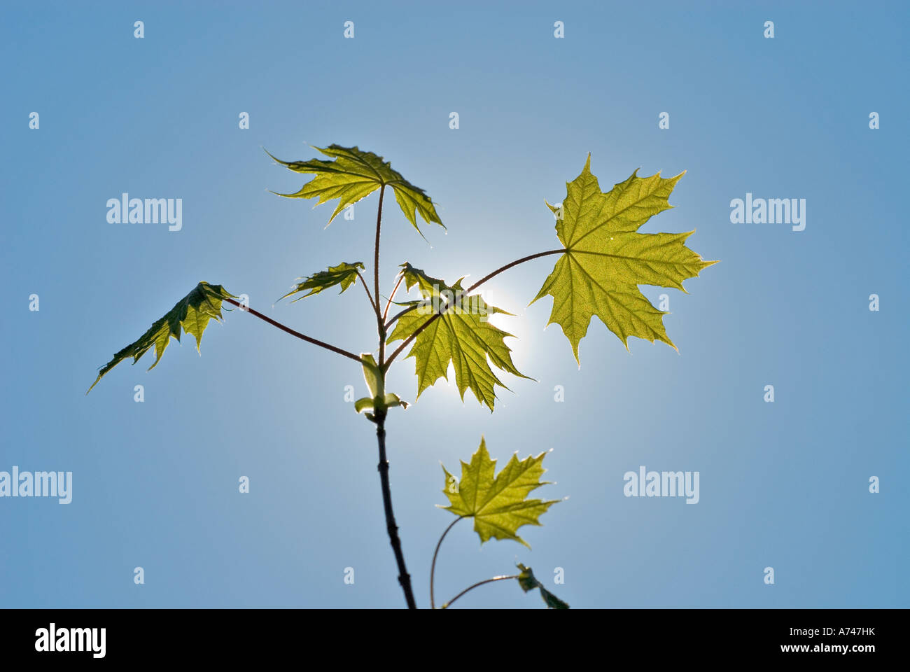 young Norwegian Maple Acer Platanoides leafs in back light in light ...