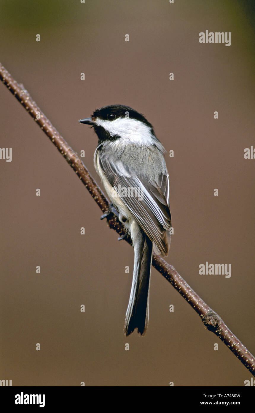 A rear view of a Chickadee Stock Photo - Alamy
