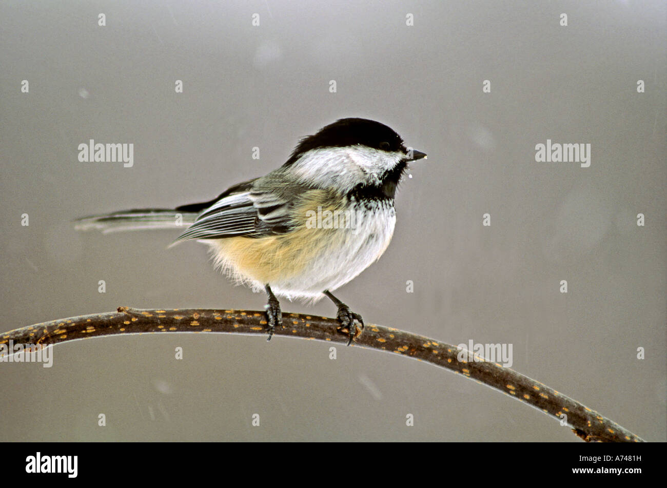 Chickadee bird close up view hi-res stock photography and images - Alamy