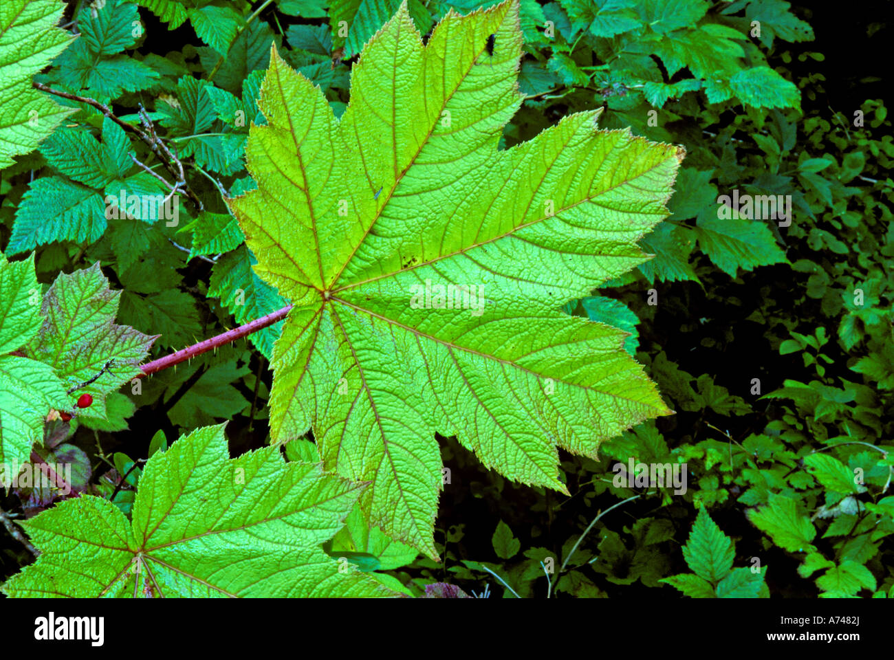 Devils Club Leaves Stock Photo - Alamy