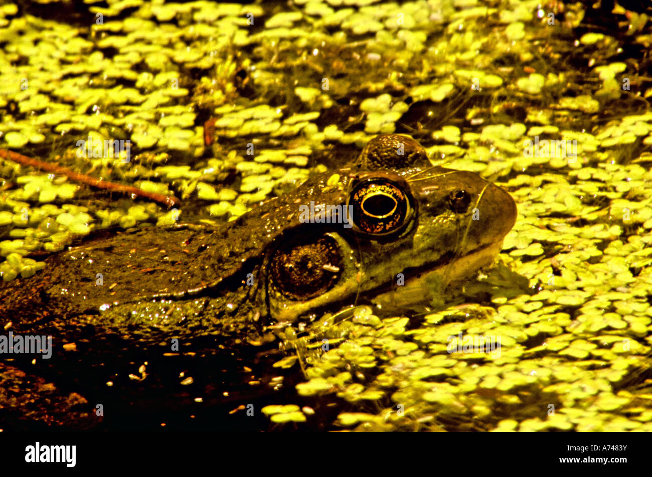 A Green Frog Stock Photo - Alamy
