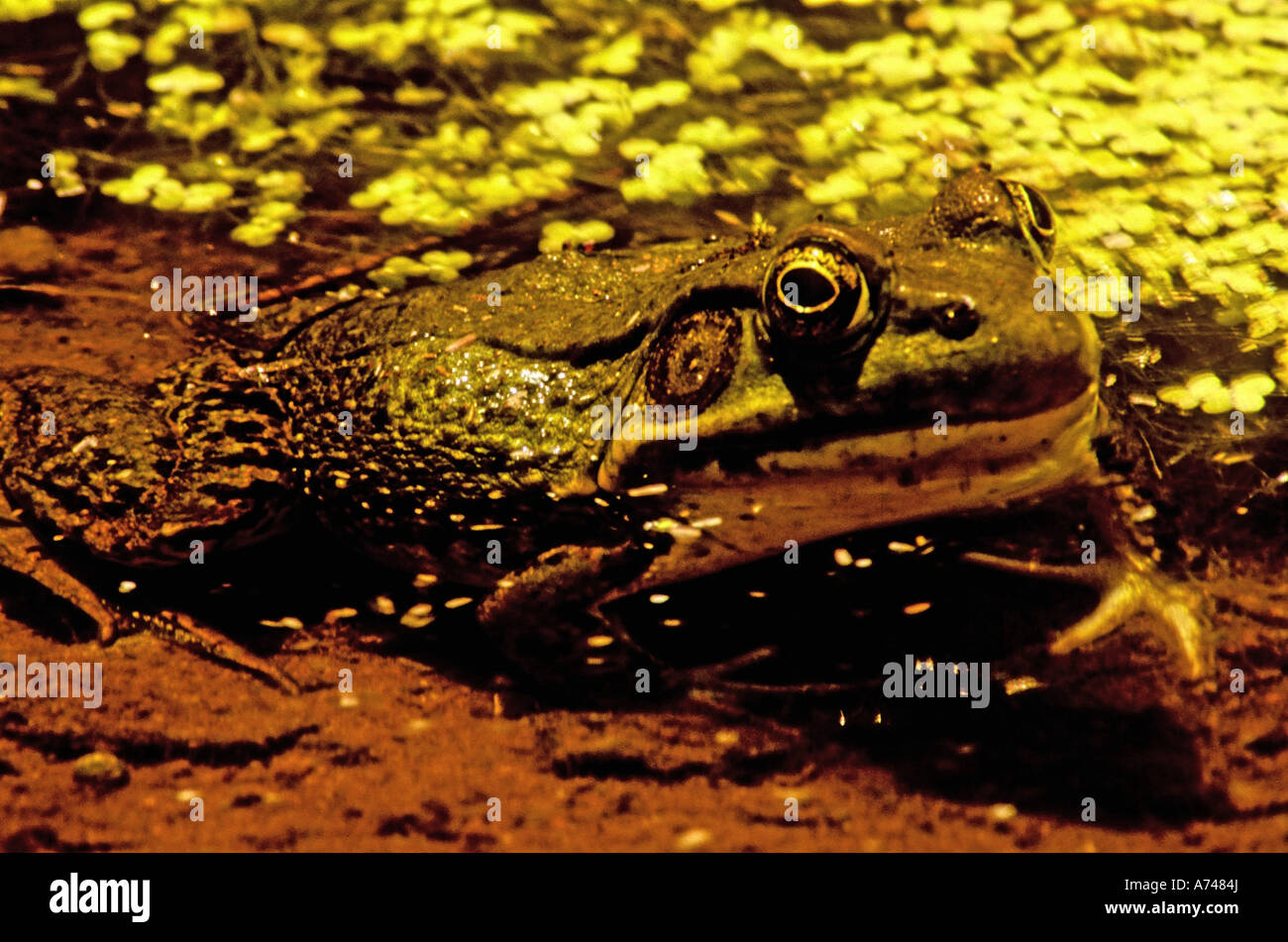 A Green Frog Stock Photo - Alamy