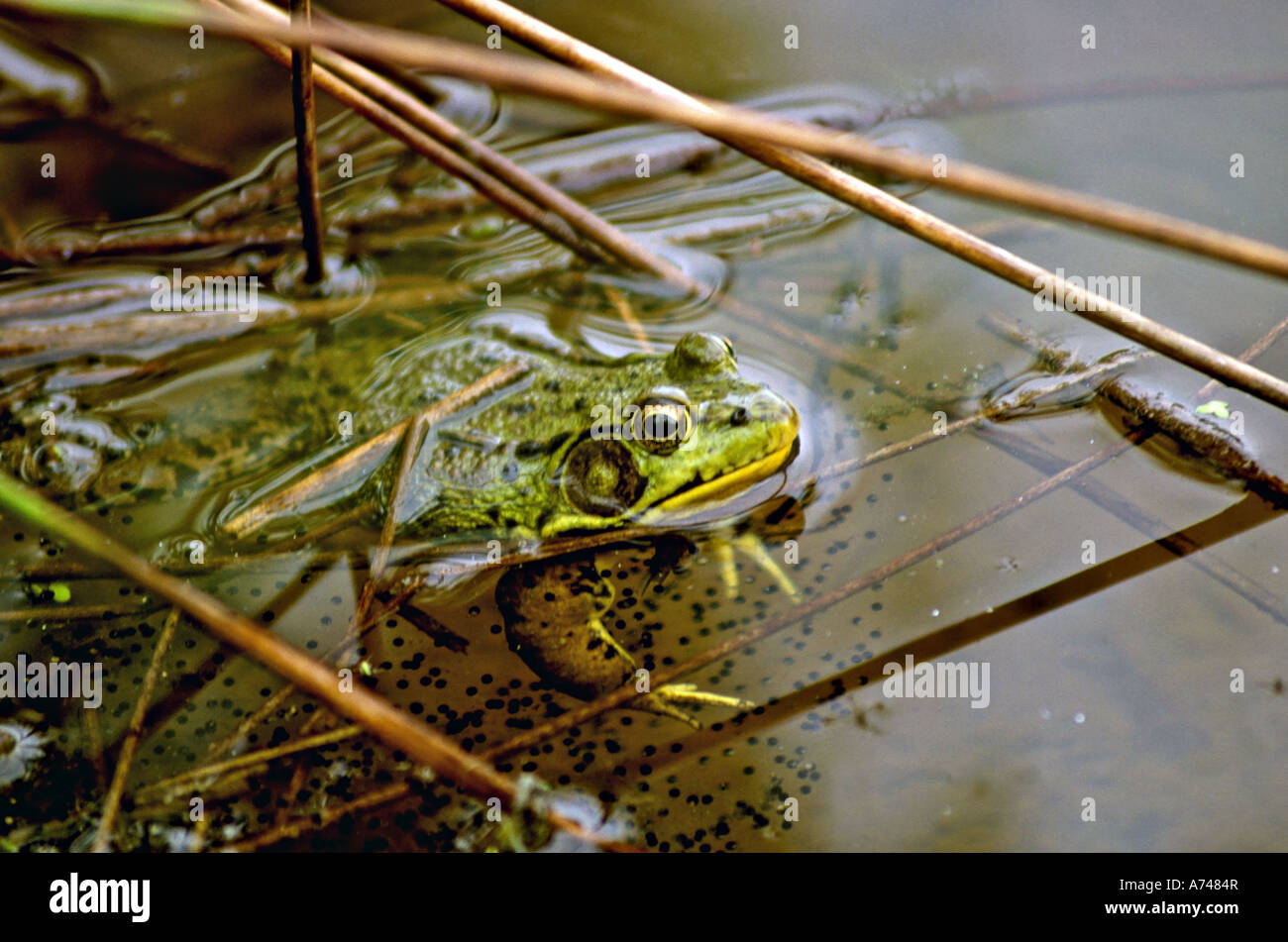 Frog Laying Eggs