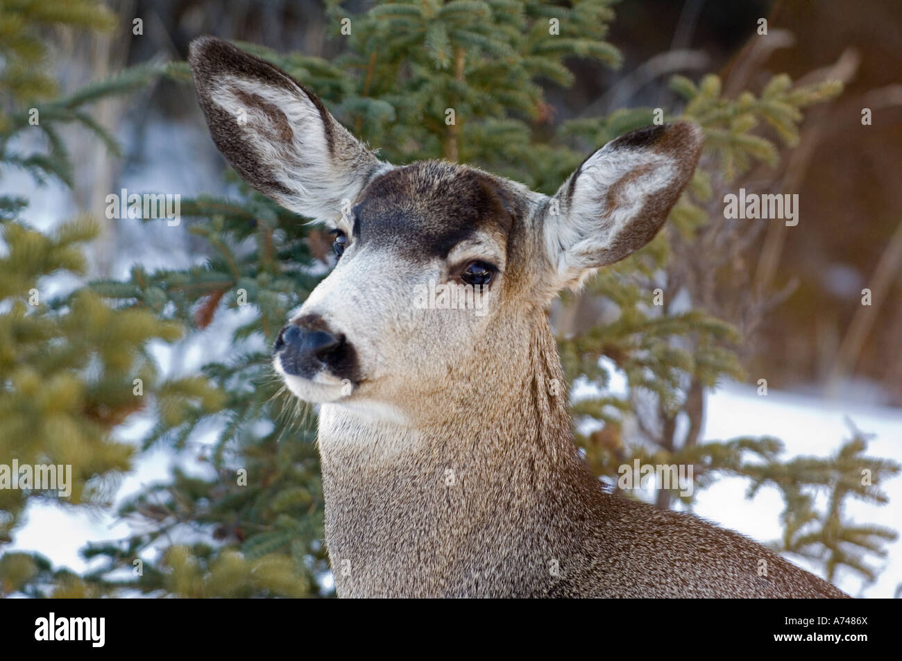 Antlerless deer hi-res stock photography and images - Alamy