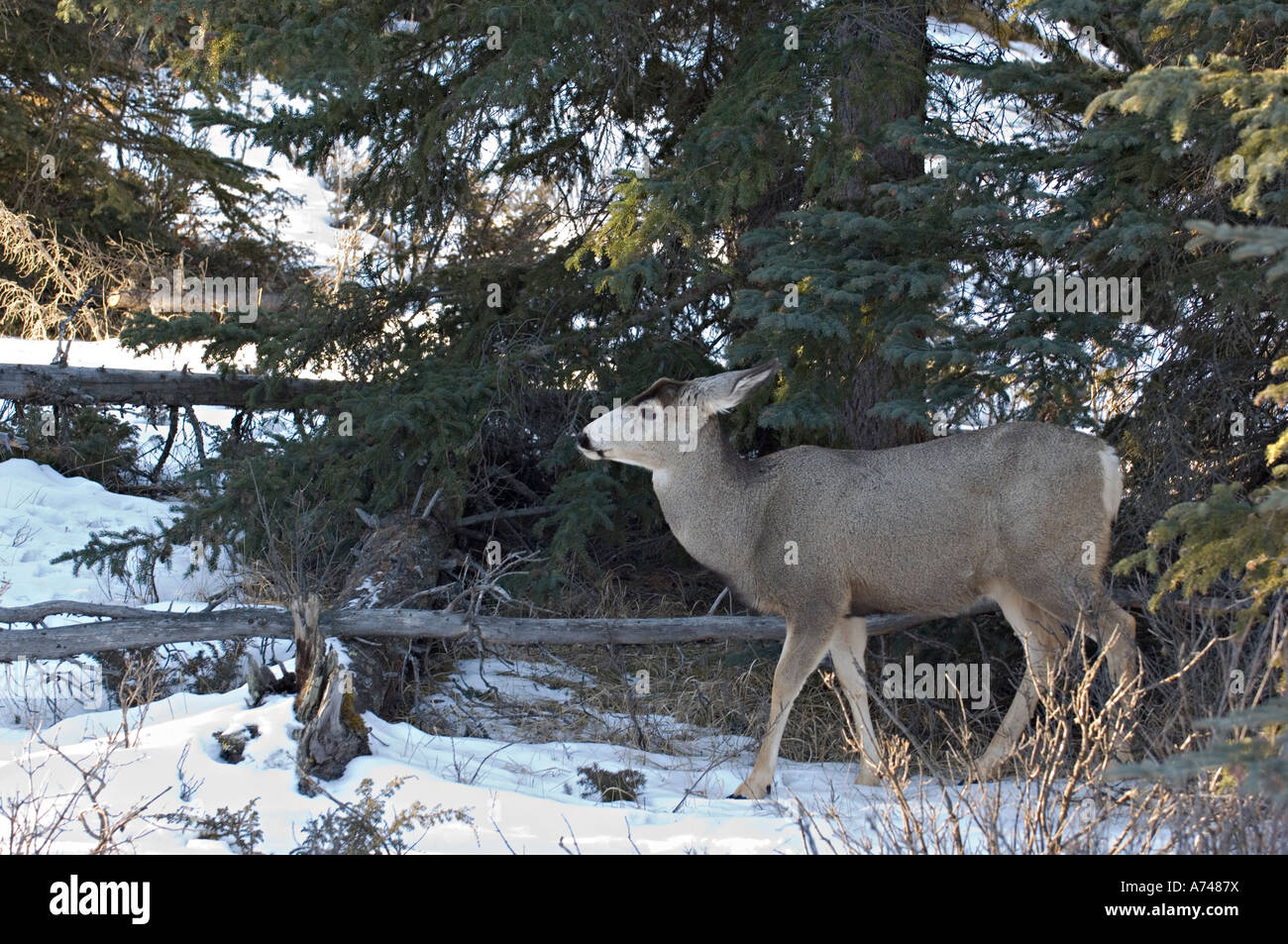 Antlerless deer hi-res stock photography and images - Alamy