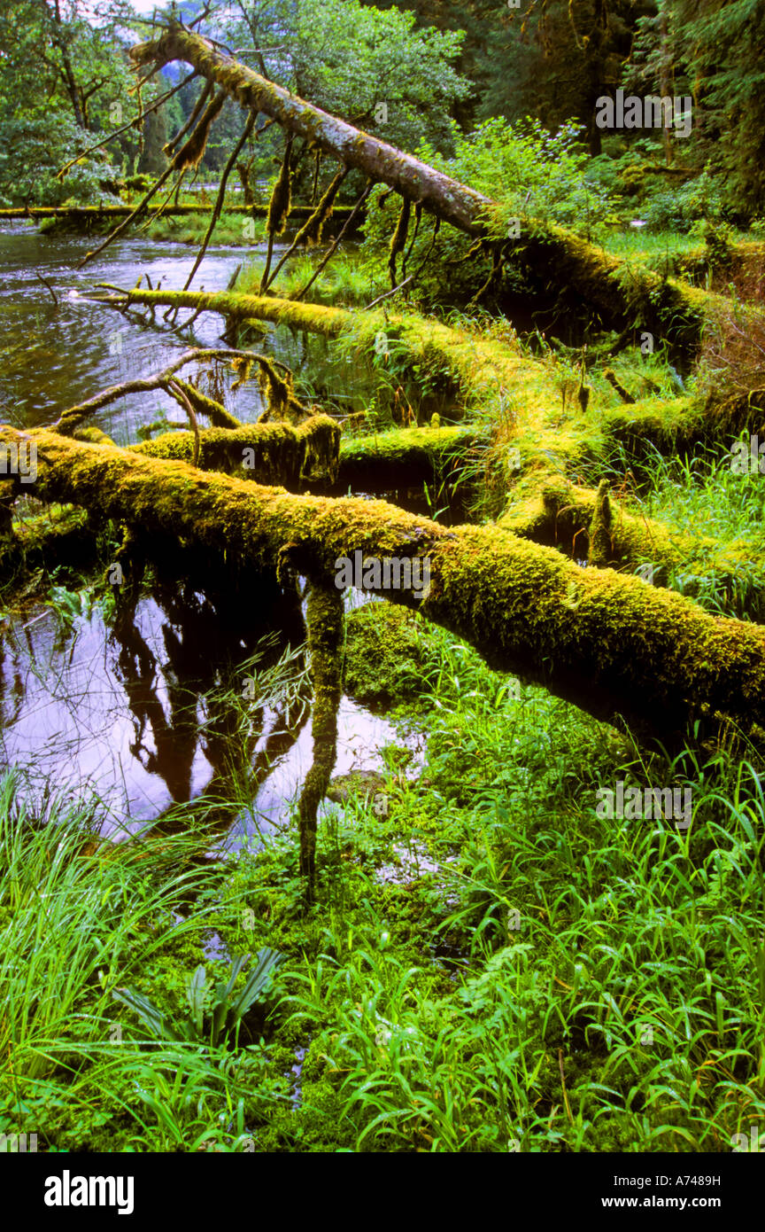 Pacific Coast Rainforest 1 Stock Photo - Alamy