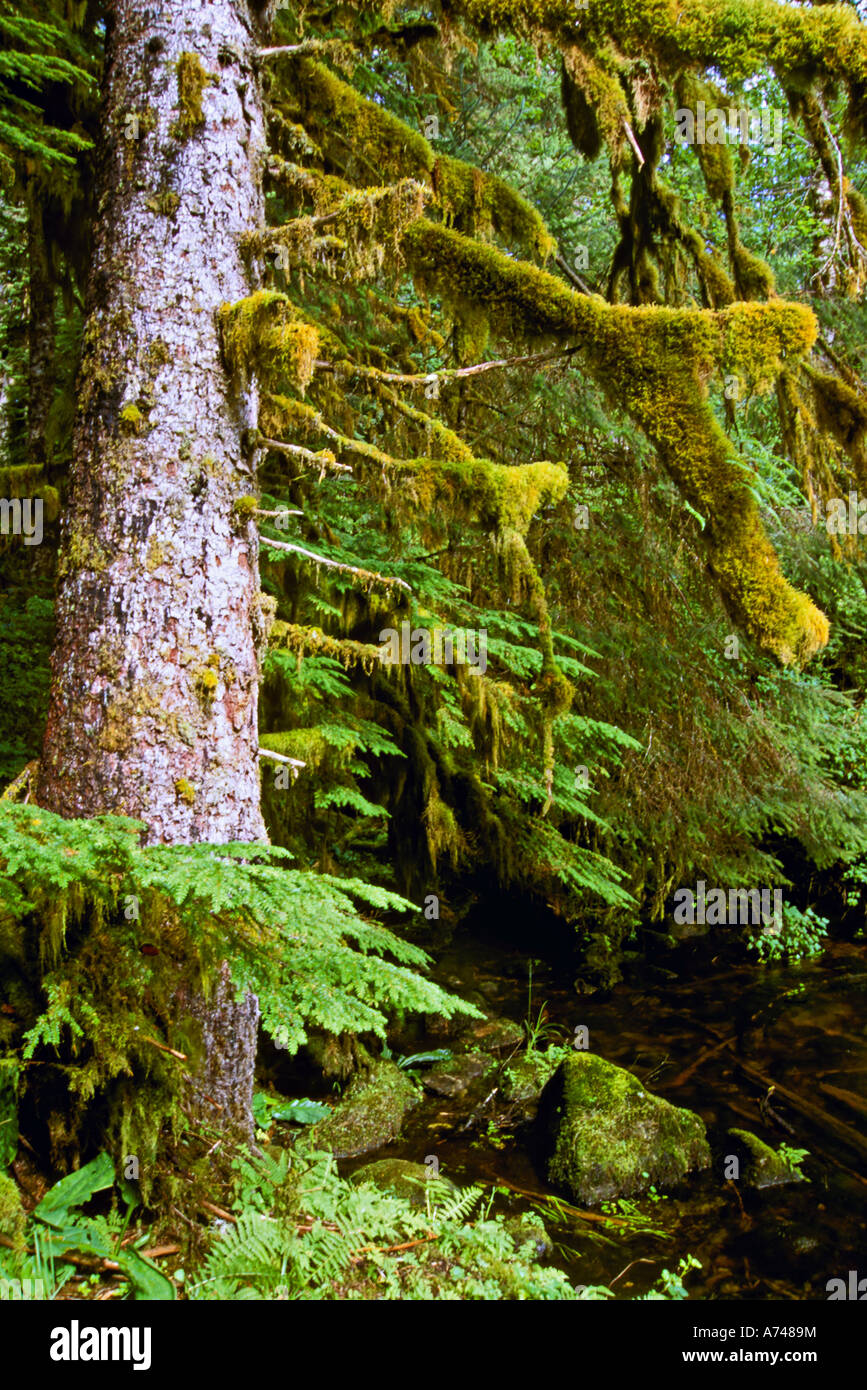 Pacific Coast Rainforest 2 Stock Photo - Alamy