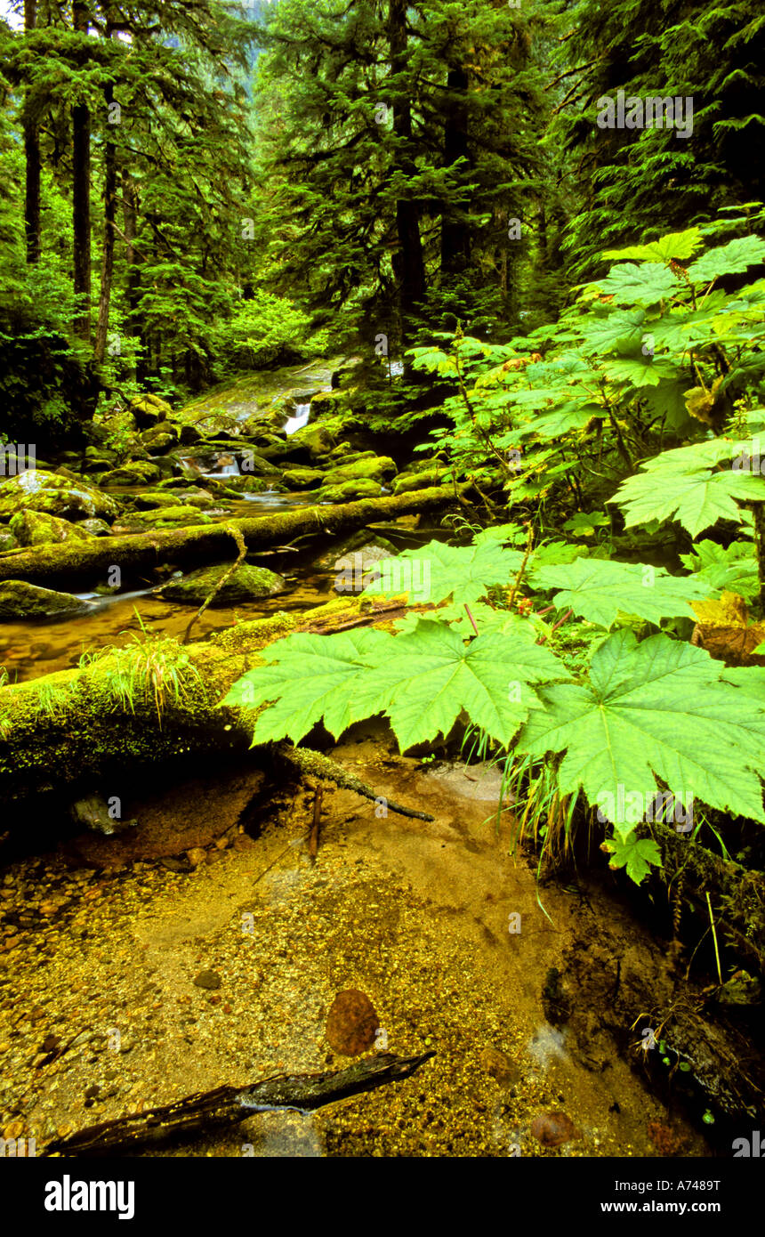 Pacific Coast Rainforest Stock Photo - Alamy