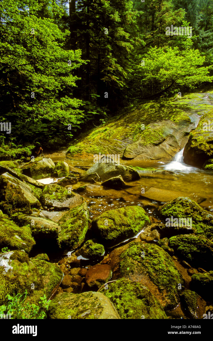 Pacific Coast Rainforest Stock Photo - Alamy