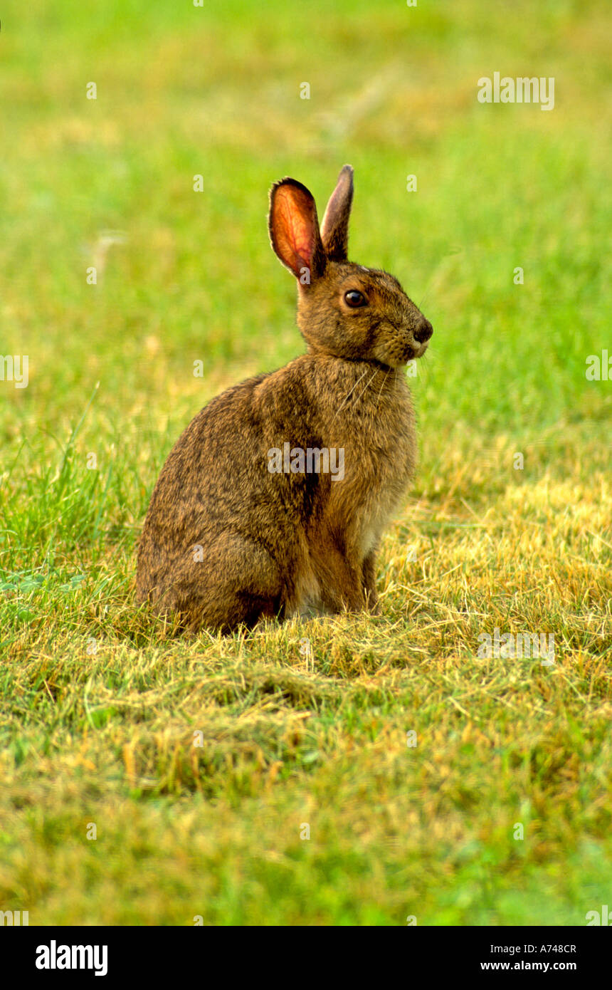 An eastern Canada cotton-tail rabbit Stock Photo - Alamy