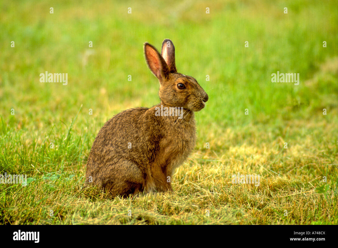 Rabbits tail hi-res stock photography and images - Alamy