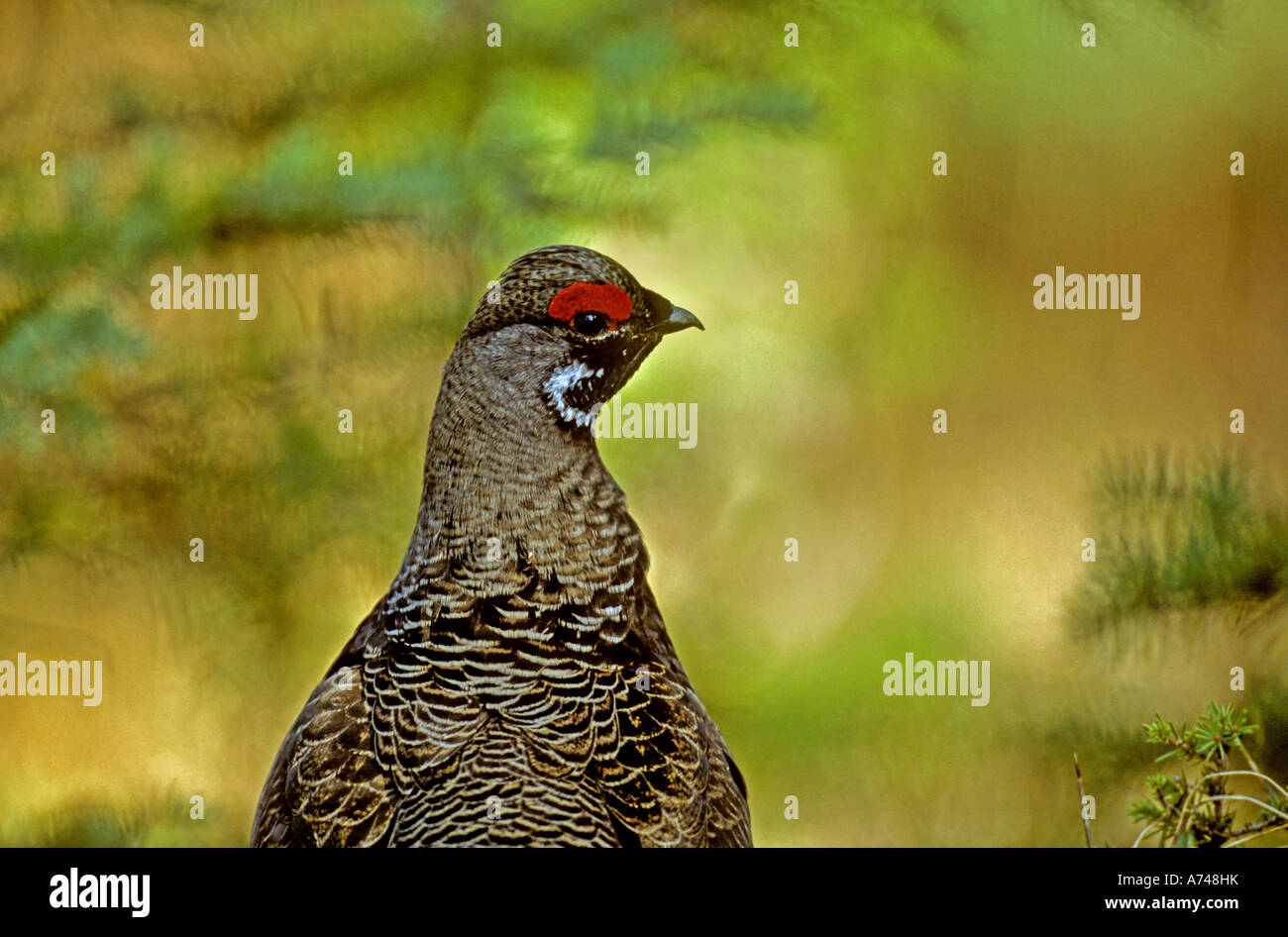 A close up rear view portrait of a Spruce Grouse Stock Photo - Alamy