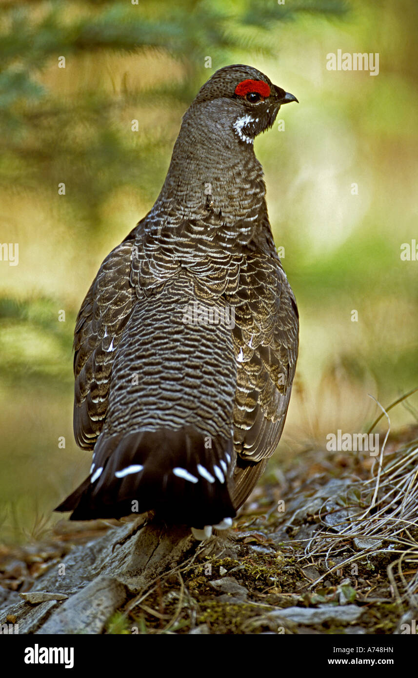 A close up rear view portrait of a Spruce Grouse Stock Photo - Alamy