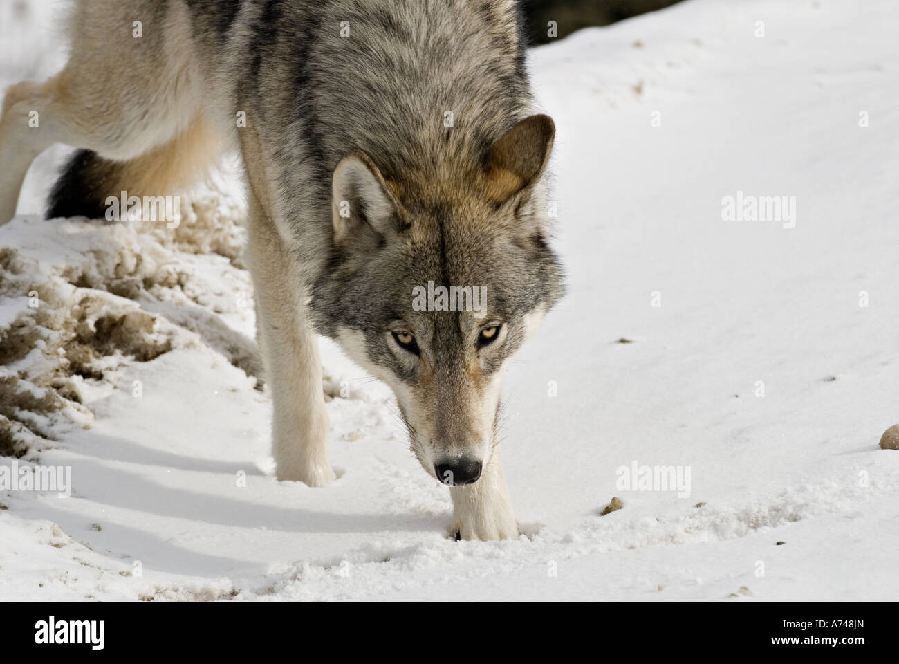 A close up of a wild stalking Timber Wolf Stock Photo - Alamy