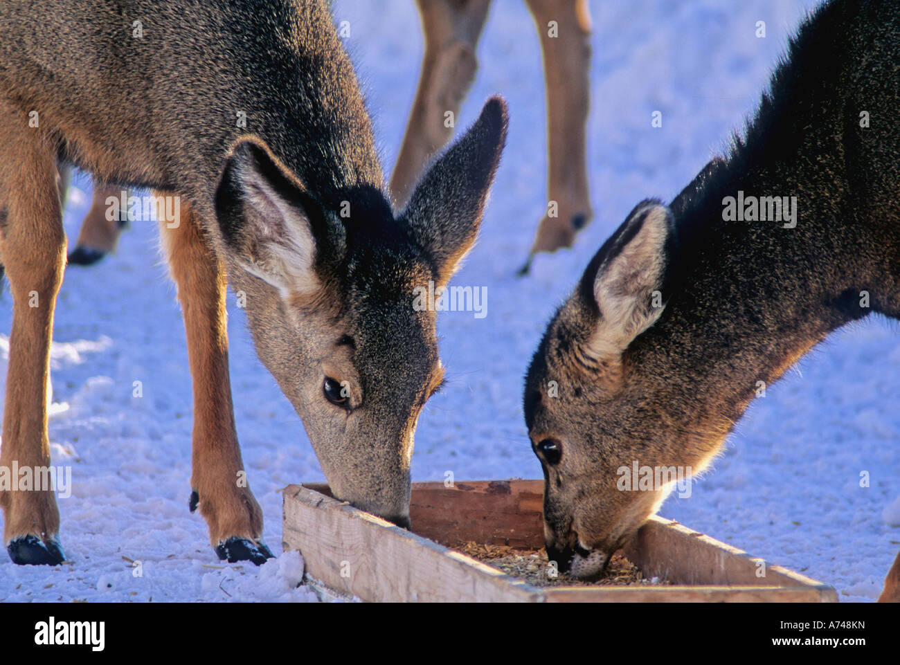 Two young deer feeding Stock Photo - Alamy
