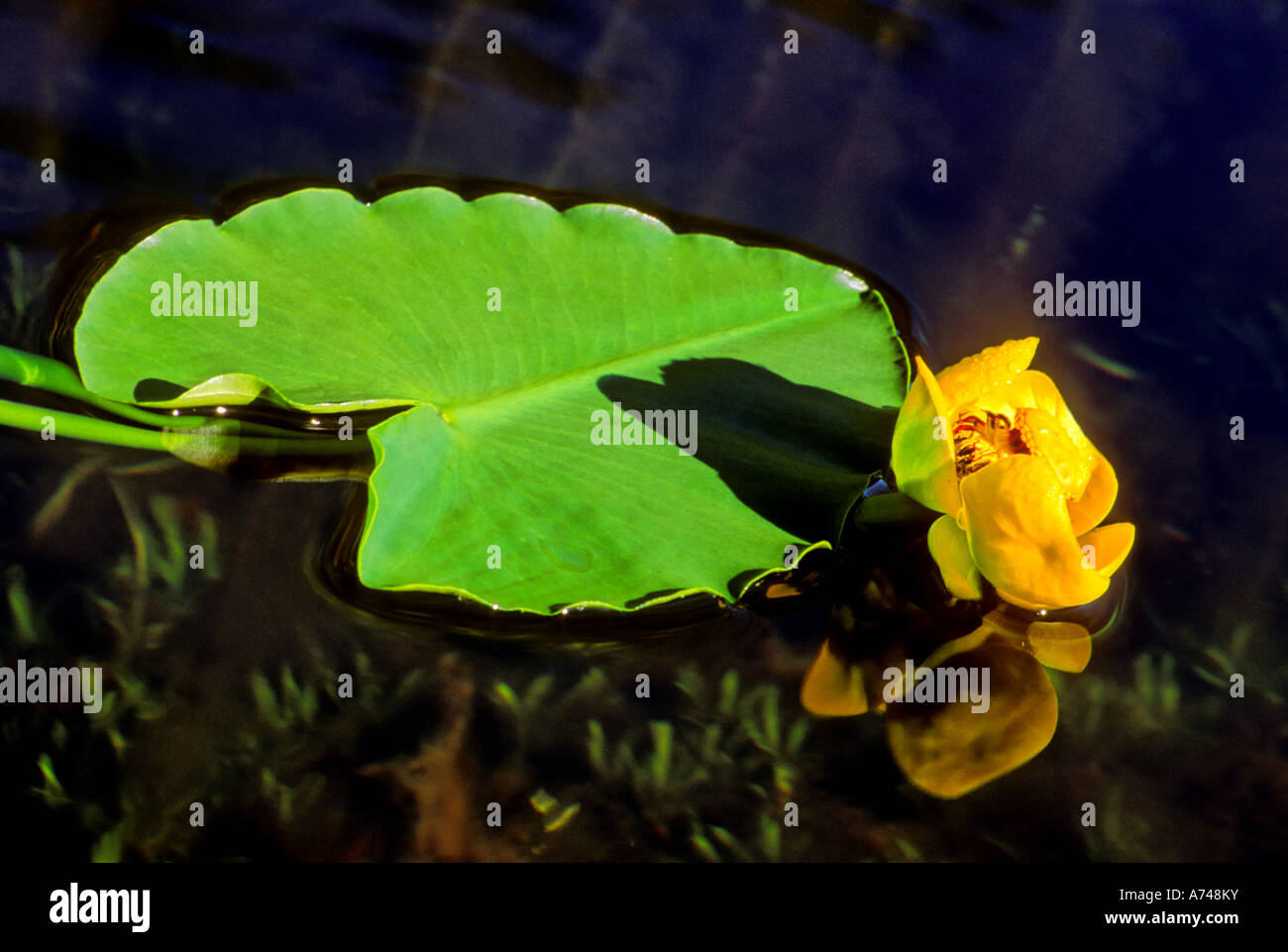 A Water lilly floating on the lake Stock Photo - Alamy