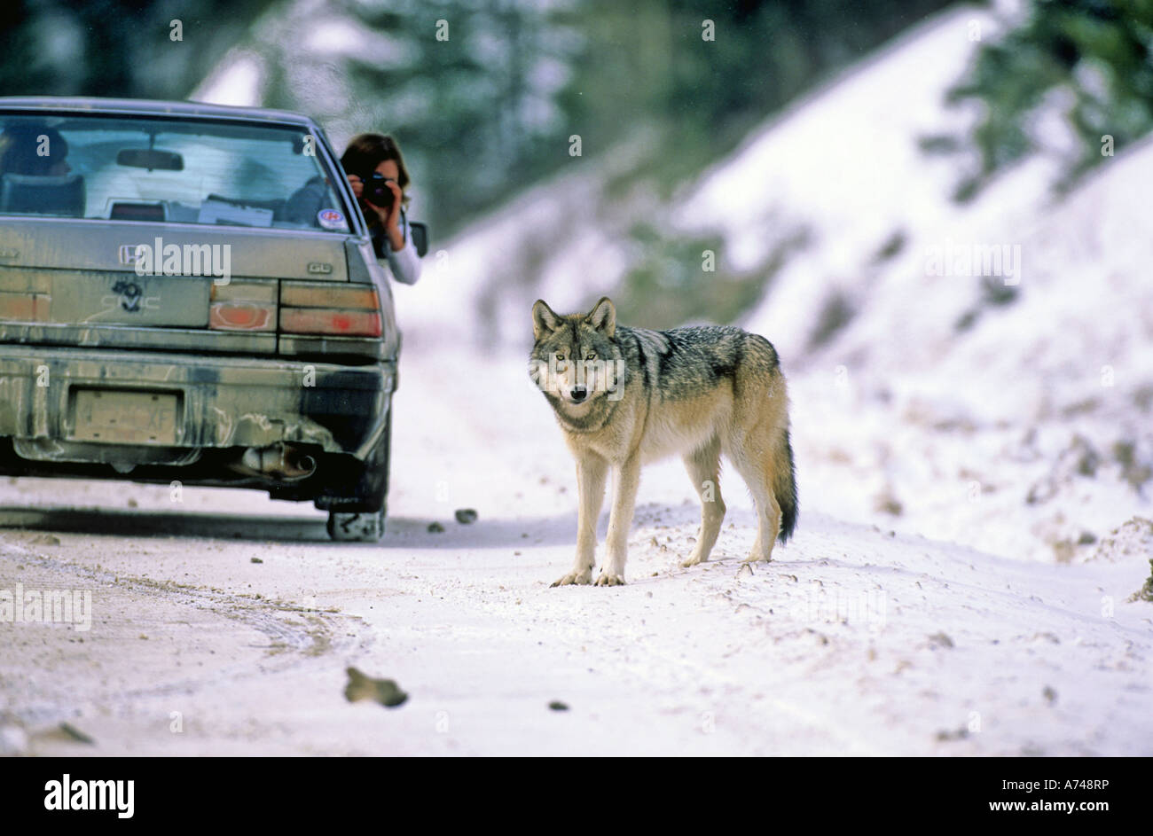 A Wolf on the road Stock Photo - Alamy