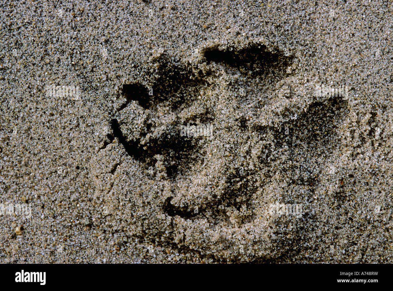 Timber Wolf Tracks High Resolution Stock Photography and Images - Alamy