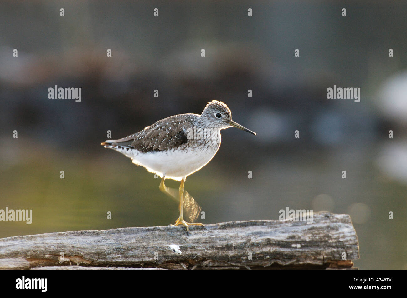 Yellow legs bird hi-res stock photography and images - Alamy