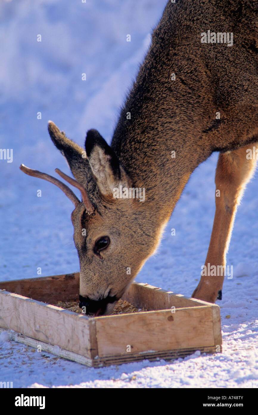 Feeding robert mcgouey hi-res stock photography and images - Alamy