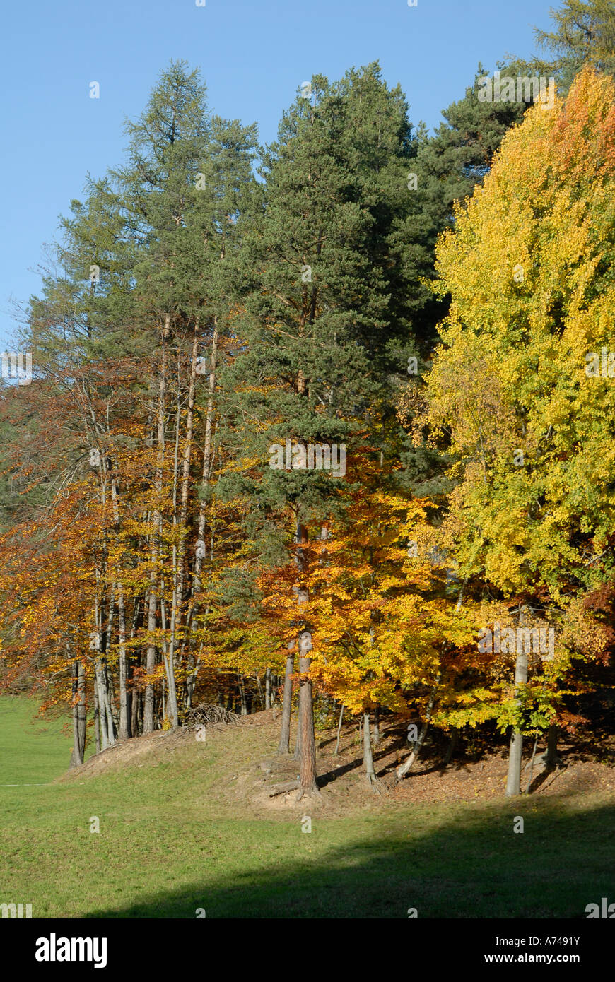 Beautiful golden autumnal trees in October, Italy Stock Photo - Alamy