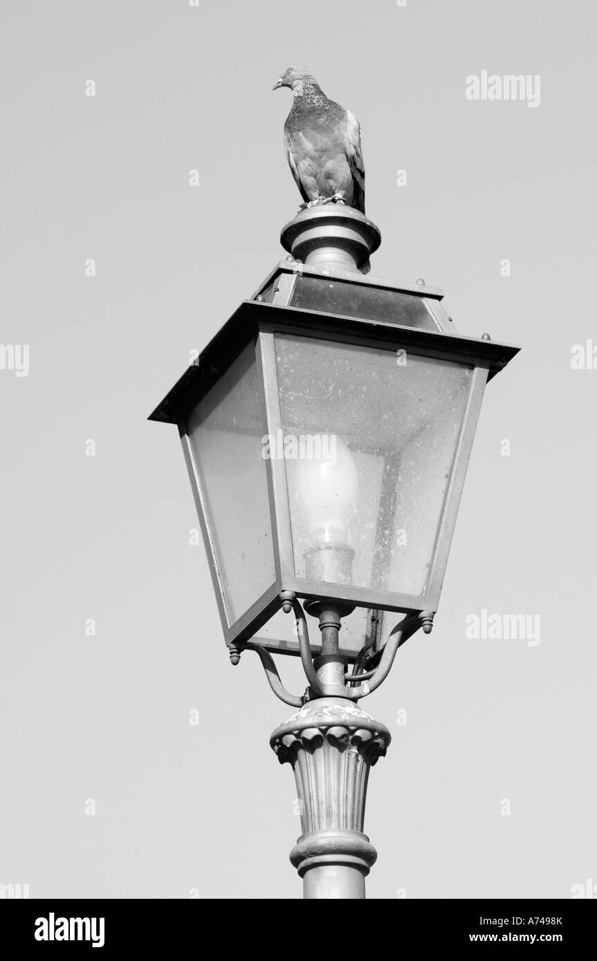 Pigeon city pigeons Black and White Stock Photos & Images - Alamy