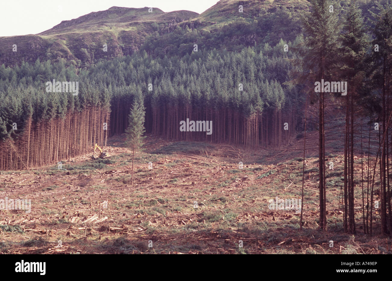 Forestry machinery felling conifer plantation in Scotland Stock Photo ...
