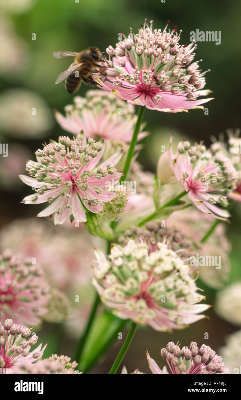 Greater Masterwort Astrantia major Stock Photo - Alamy