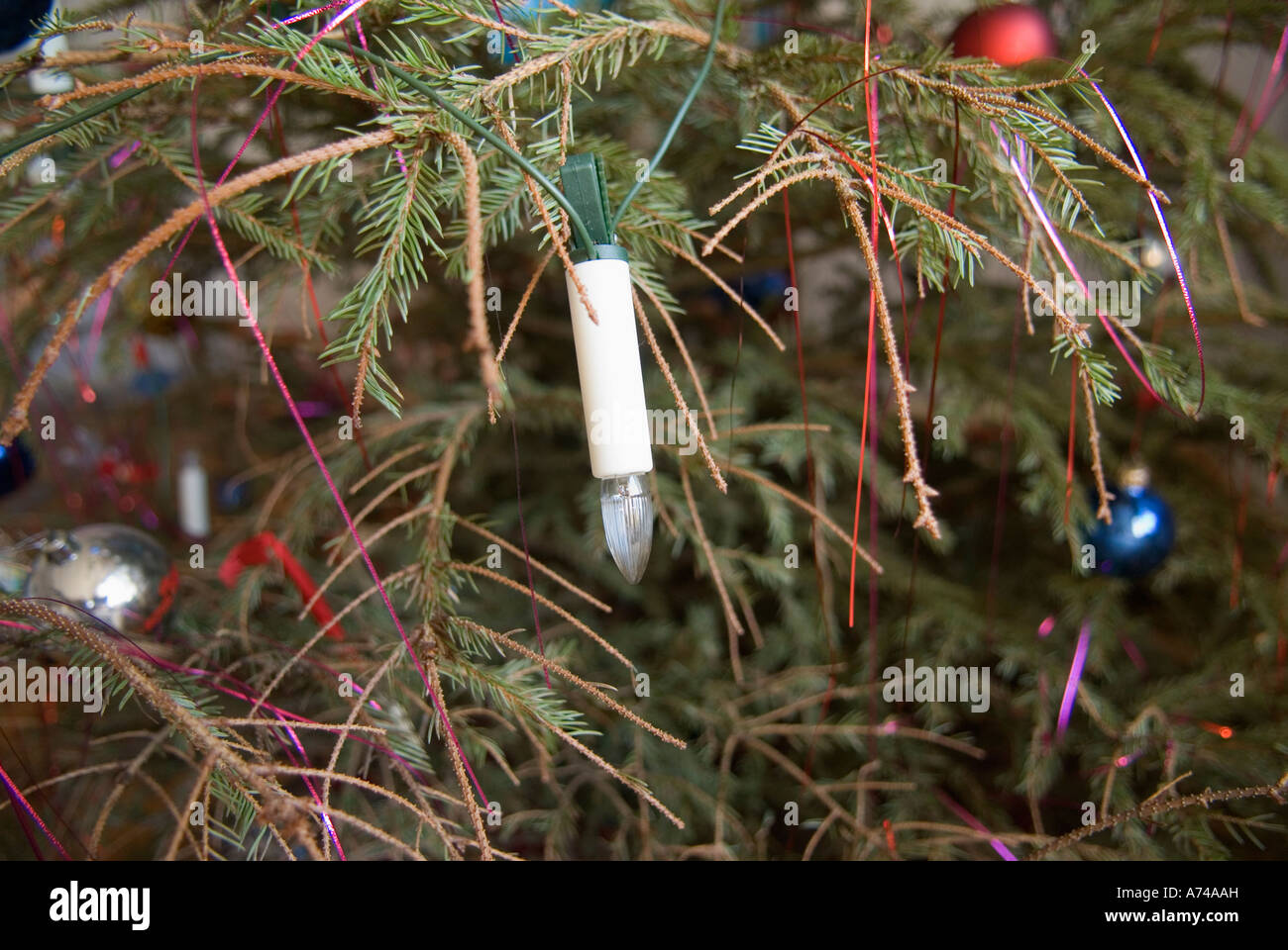 Withered christmas tree Stock Photo - Alamy