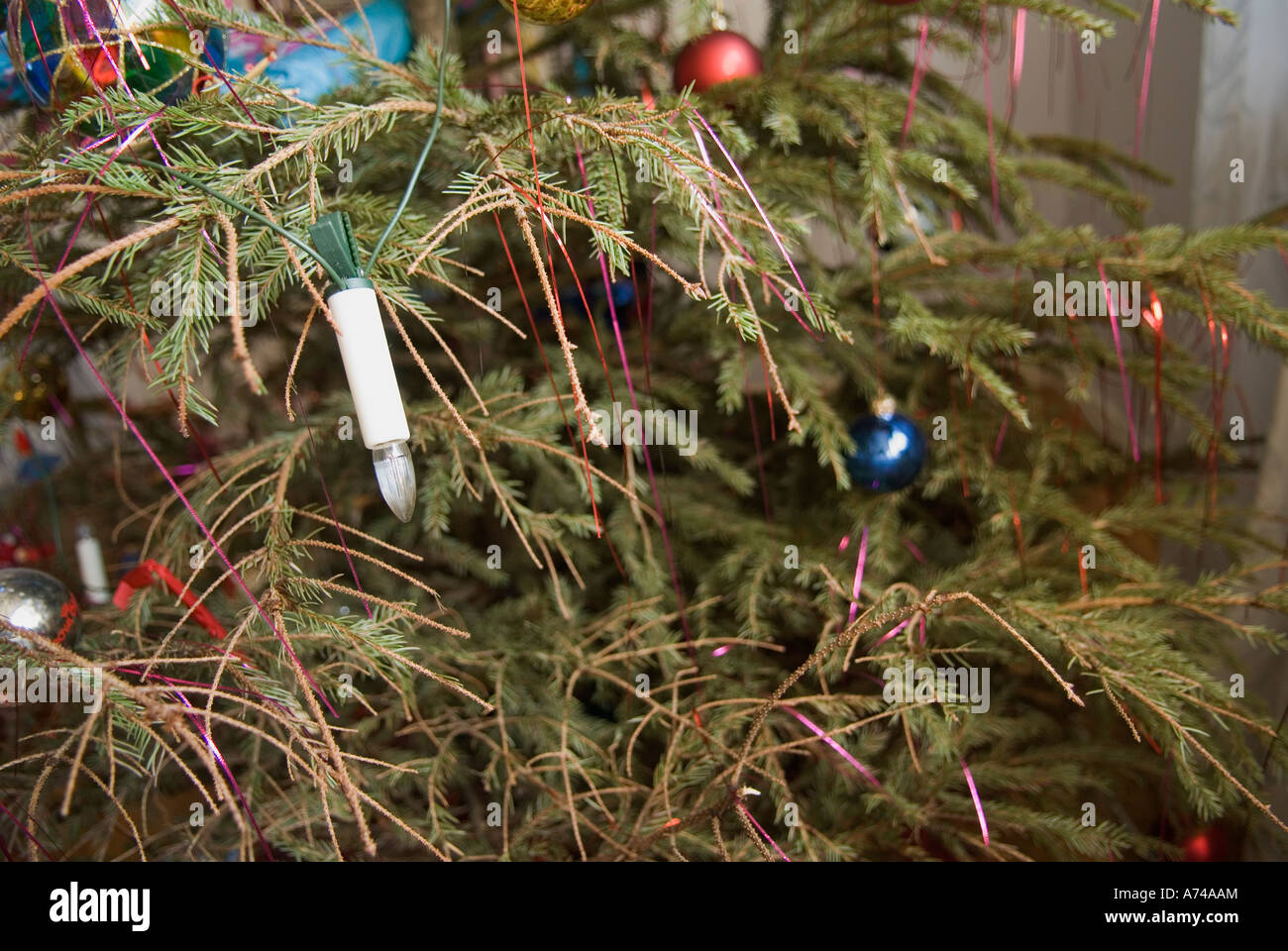 Withered christmas tree Stock Photo - Alamy