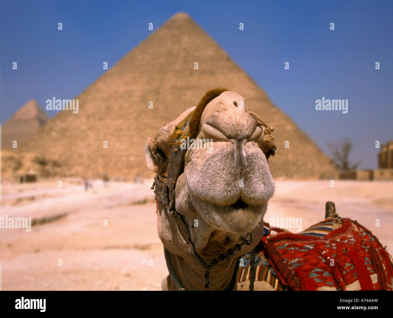 Camel great pyramid giza hi-res stock photography and images - Alamy
