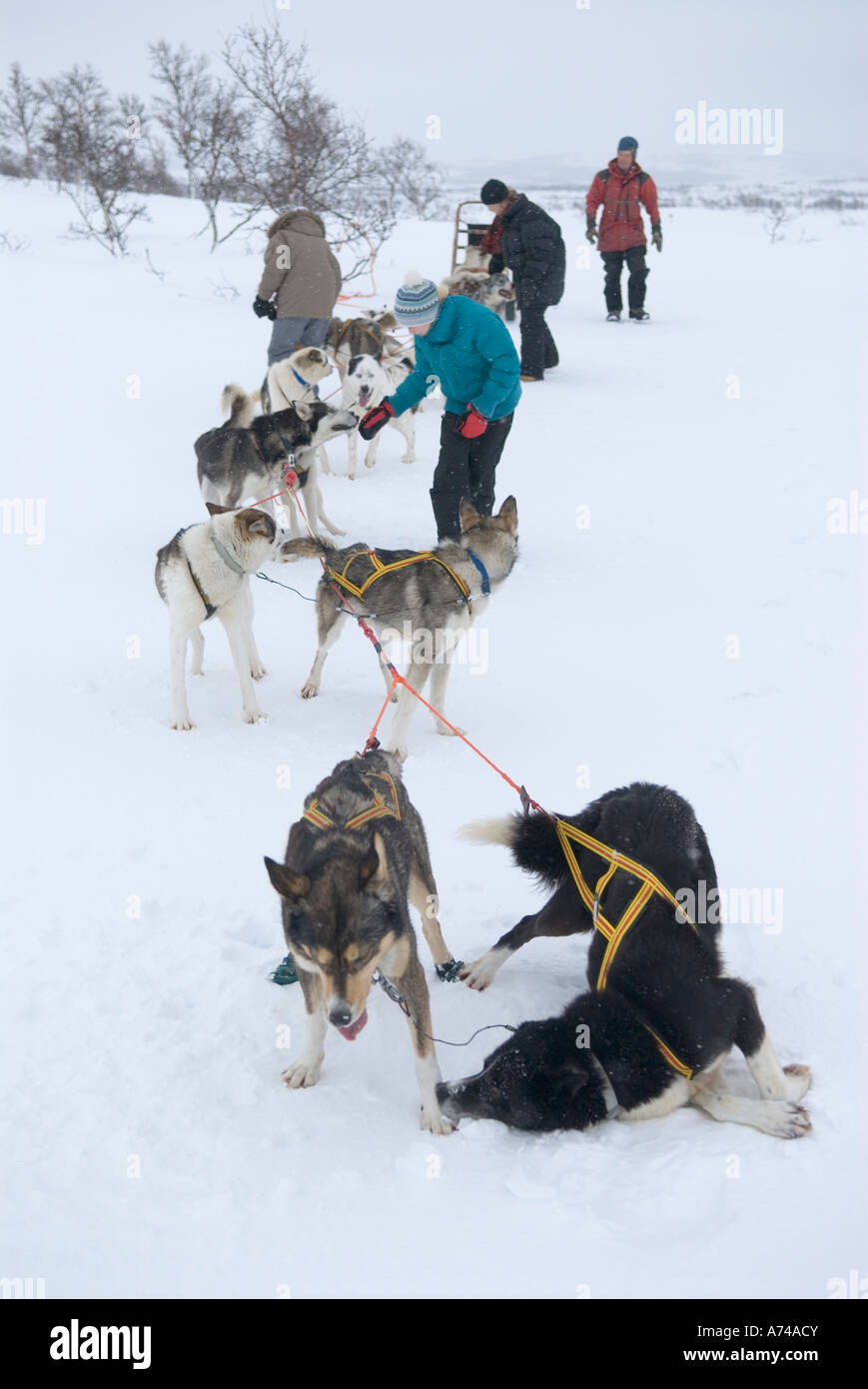 Sledge dogs. Sweden Stock Photo - Alamy