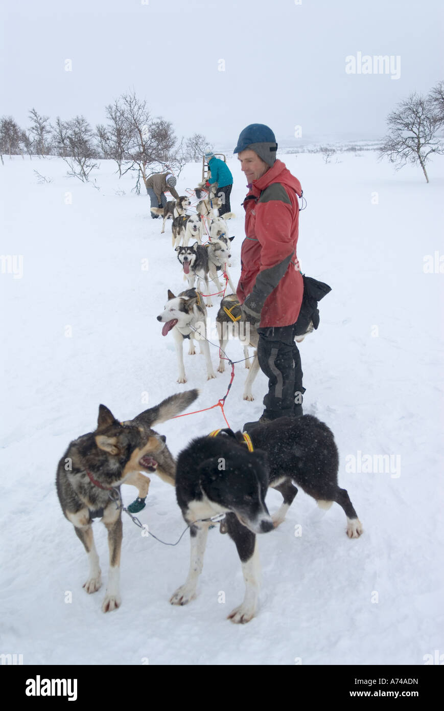 Sledge dogs. Sweden Stock Photo - Alamy