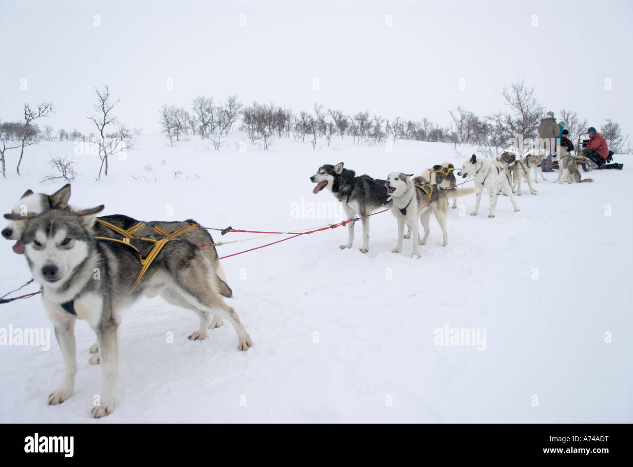Sledge dogs. Sweden Stock Photo - Alamy