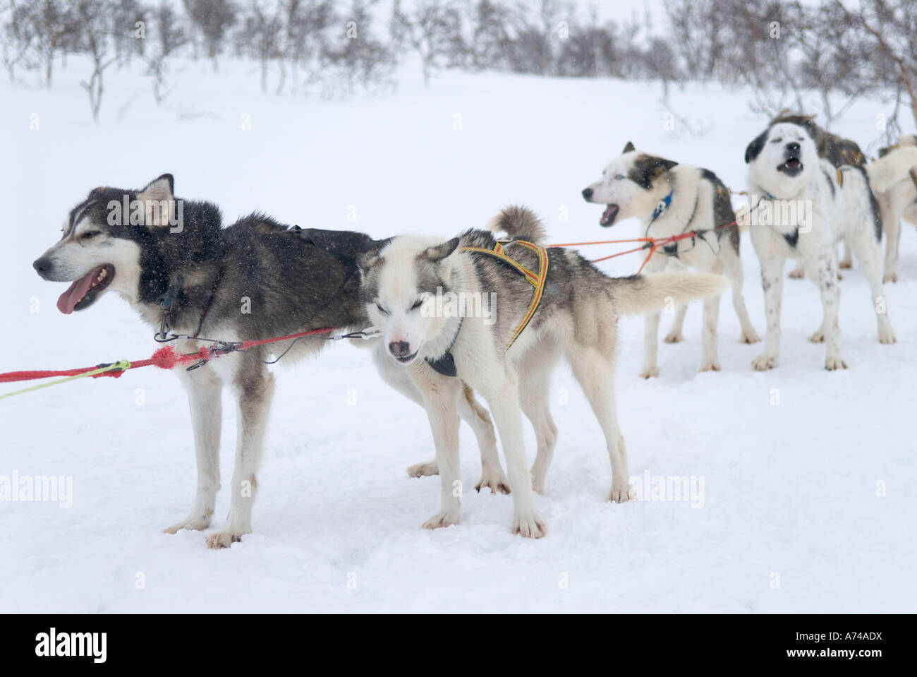 Sledge dogs. Sweden Stock Photo - Alamy
