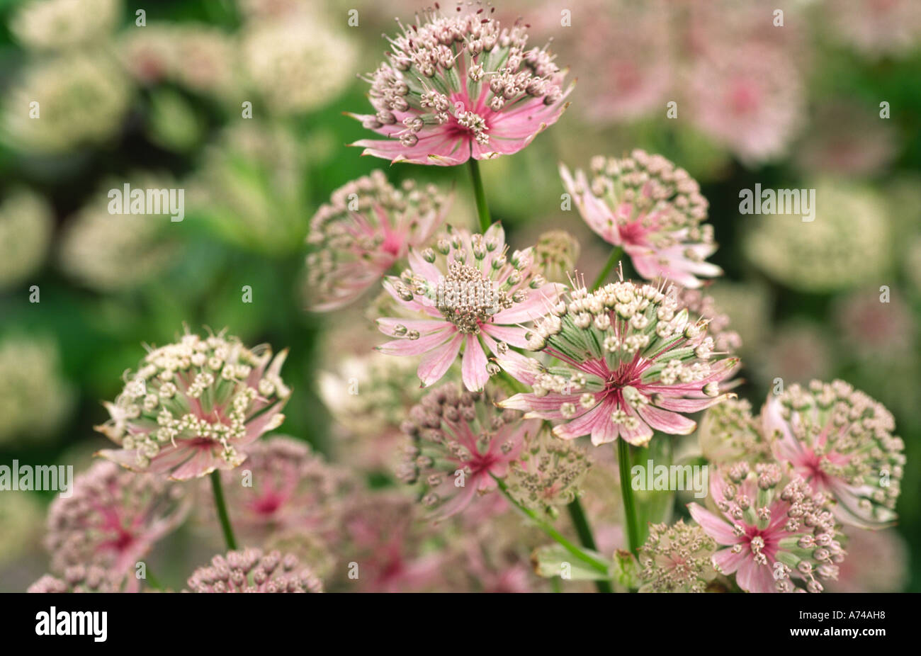 Greater masterwort astrantia major hi-res stock photography and images ...