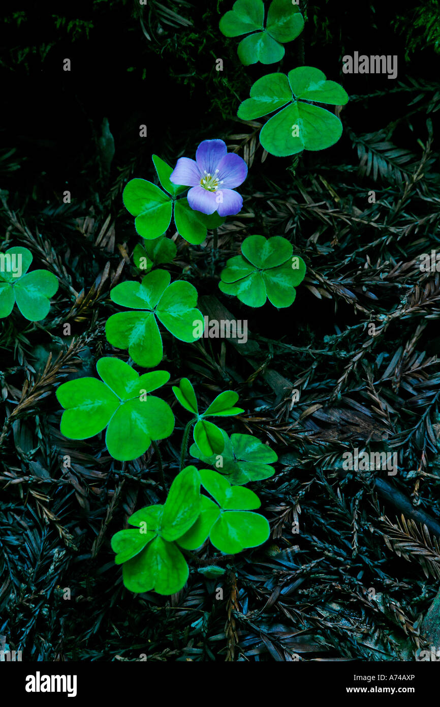 An array of clover with flower growing on the floor of a redwood forest ...