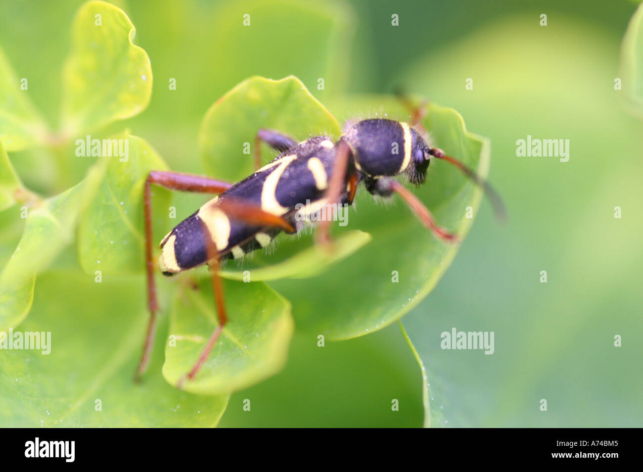 Wasp beetle, Clytus arietis, on leaves Stock Photo - Alamy
