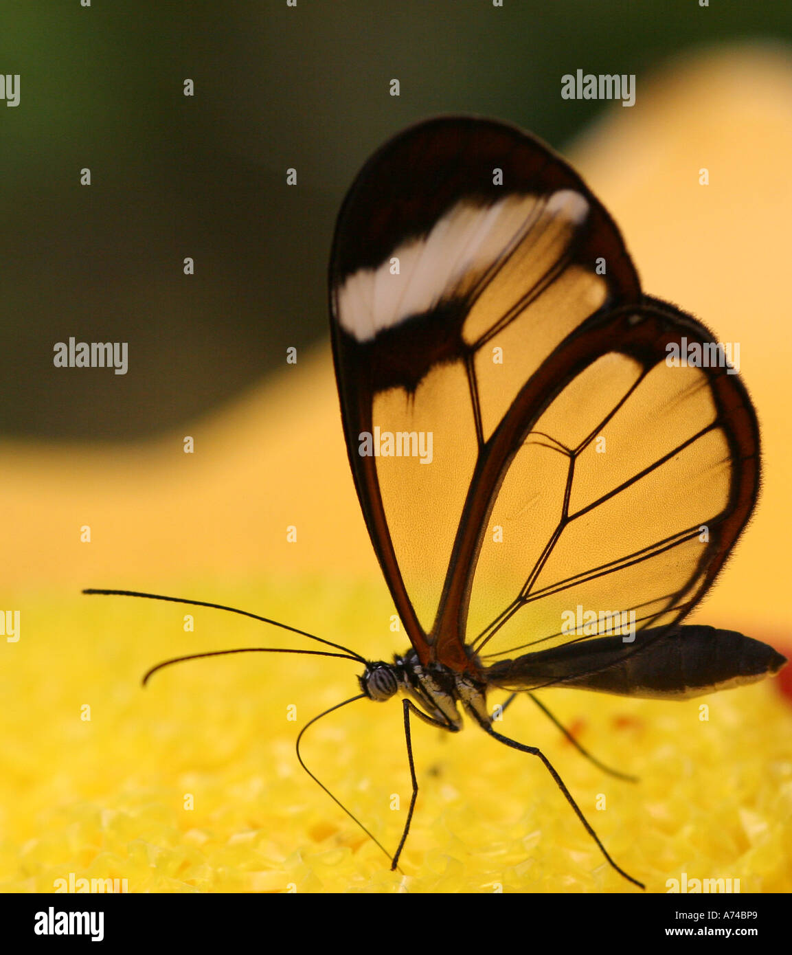 Glass wing hi-res stock photography and images - Alamy