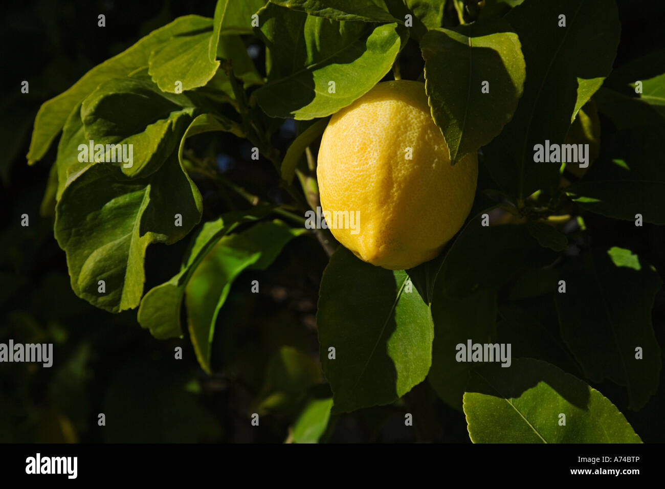 Lisbon lemon on a tree Sonoma Valley Ca USA Stock Photo - Alamy