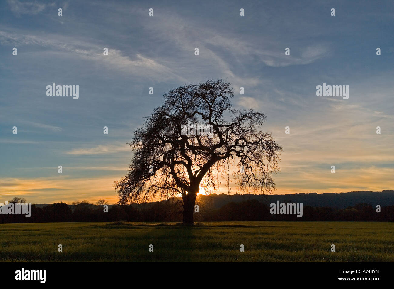 Lone oak tree stands hi-res stock photography and images - Alamy