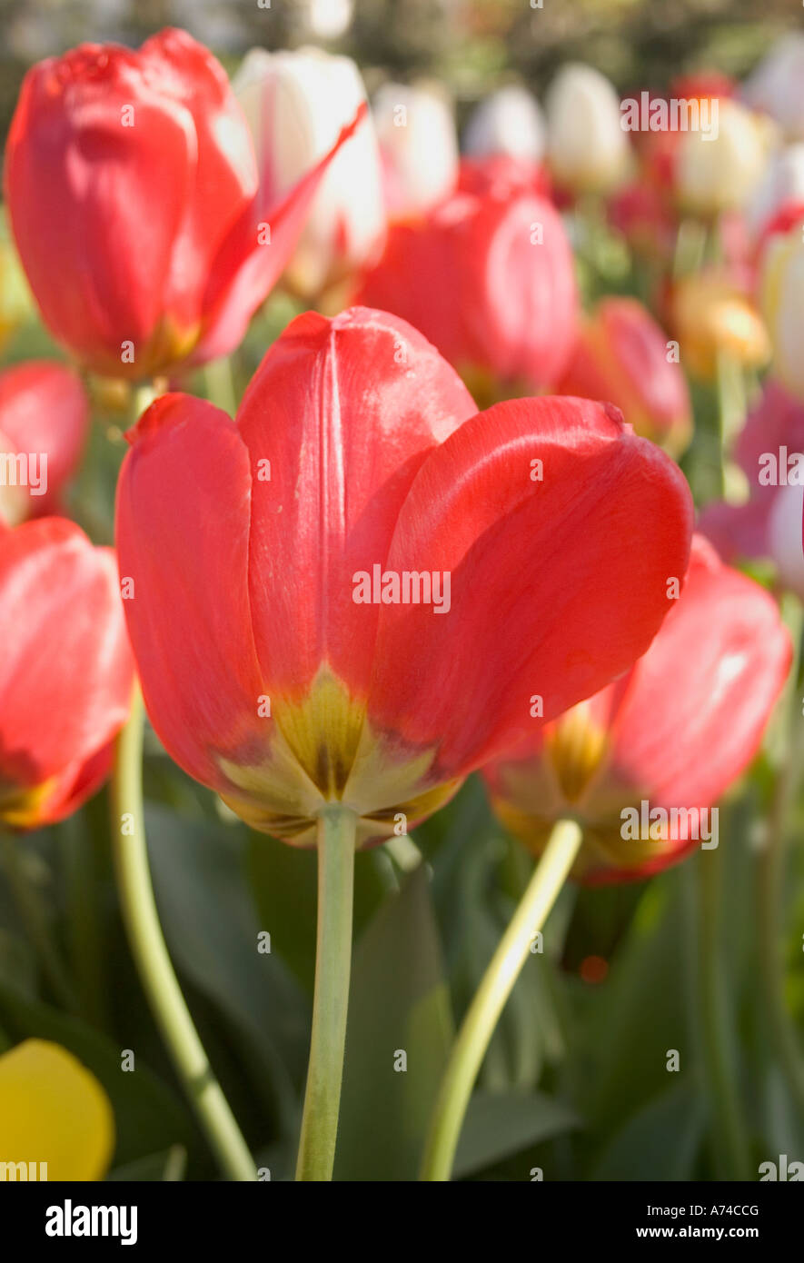 Back of tulip hi-res stock photography and images - Alamy
