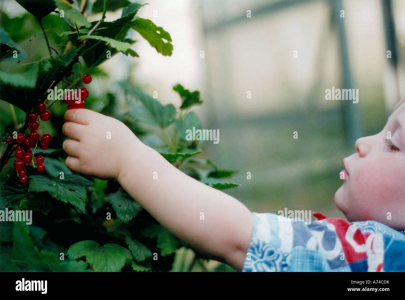 Picking red currents Stock Photo - Alamy