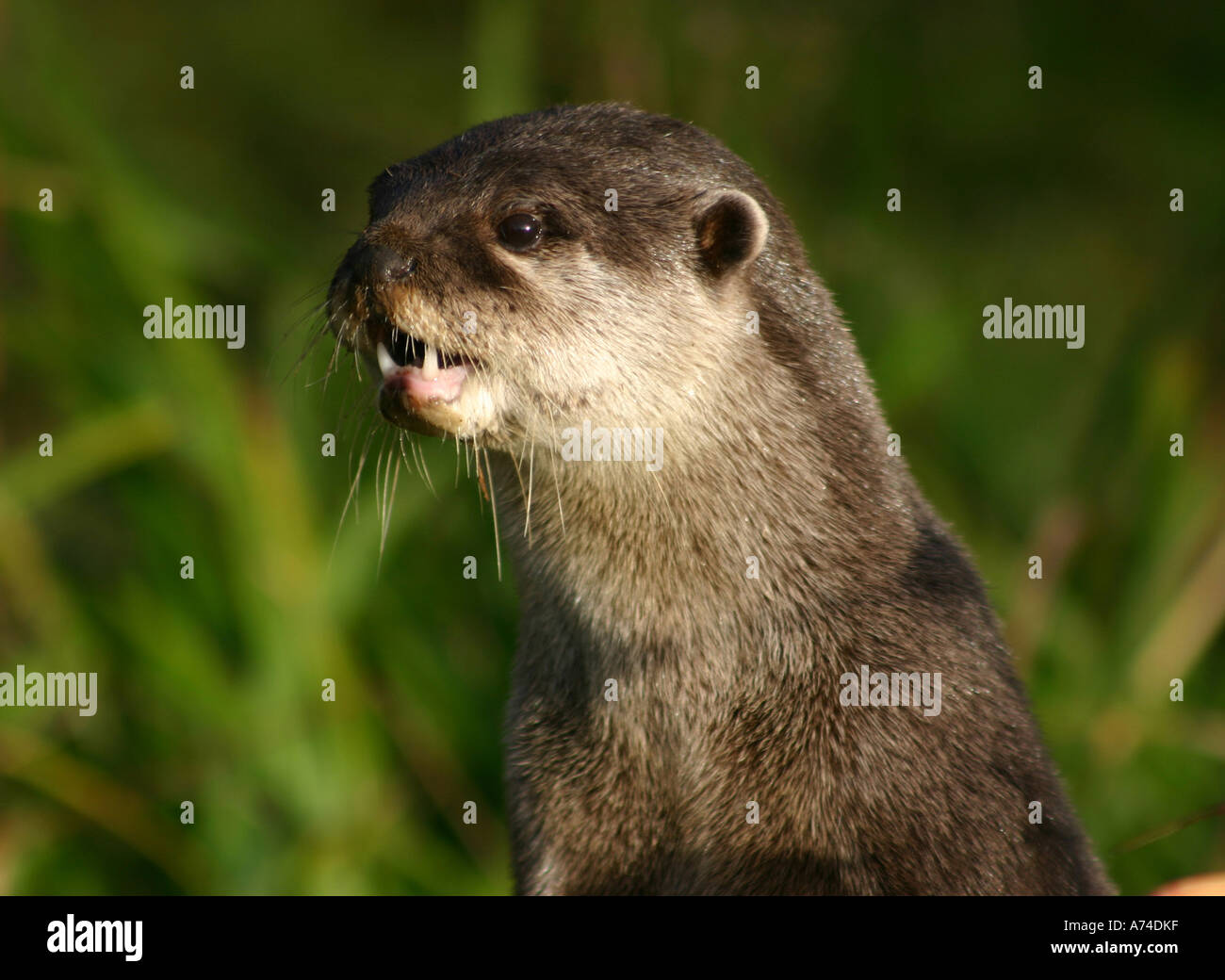 Short clawed otter Amblonyx cinereus Stock Photo - Alamy