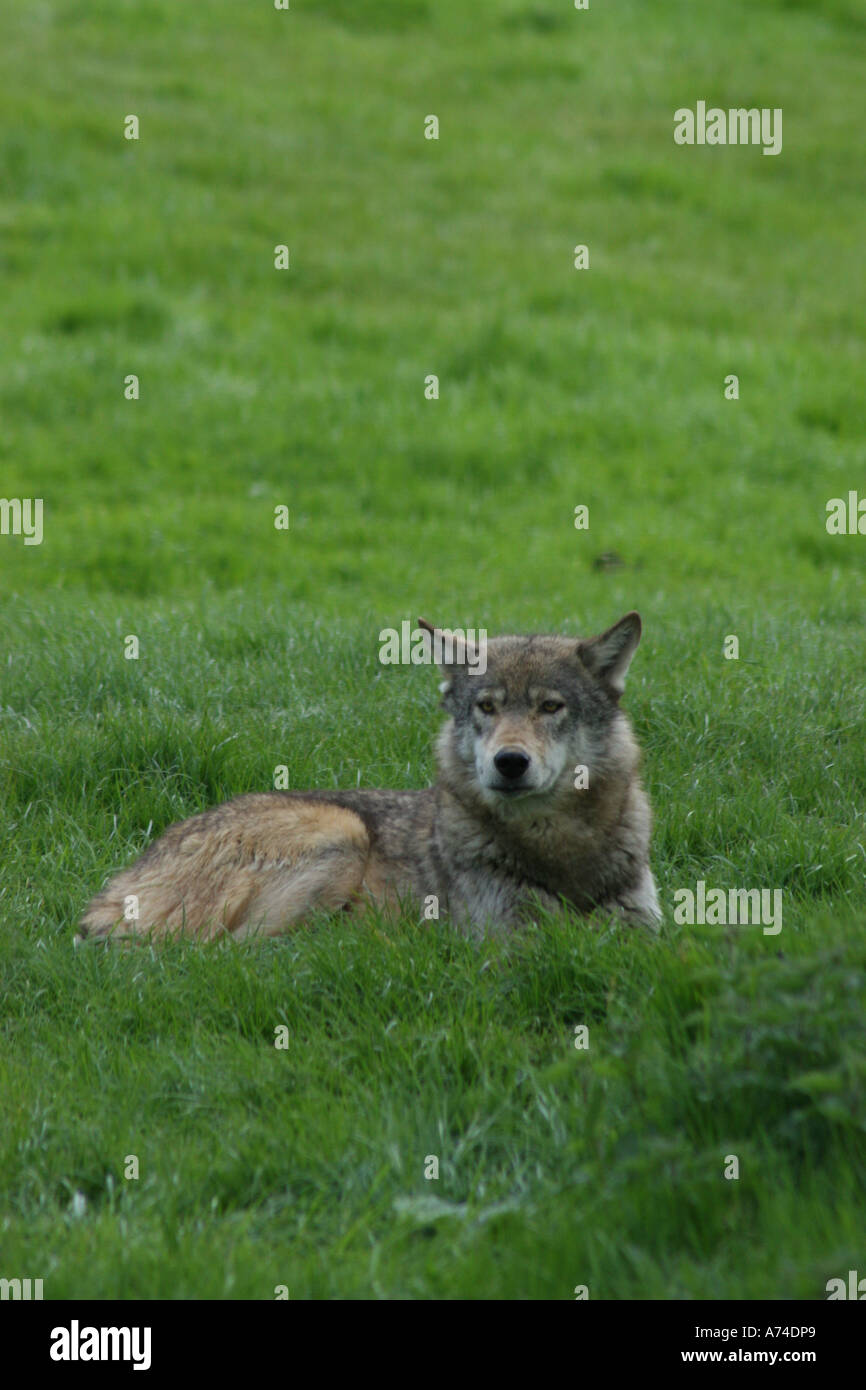 Gray Wolf, Canis lupus Stock Photo - Alamy