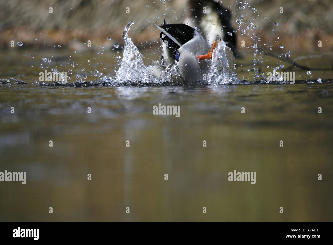 Duck splash hi-res stock photography and images - Alamy